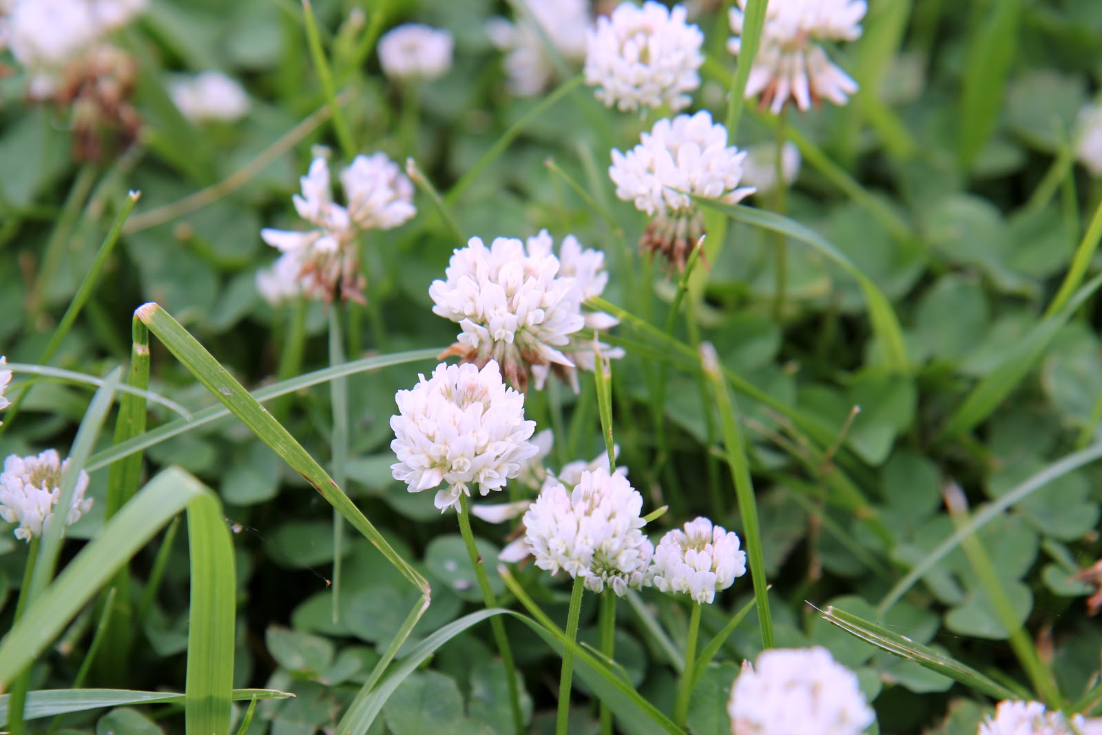 5 Reasons to Grow Clover In your Yard -- Instead of Grass | Lille Punkin'