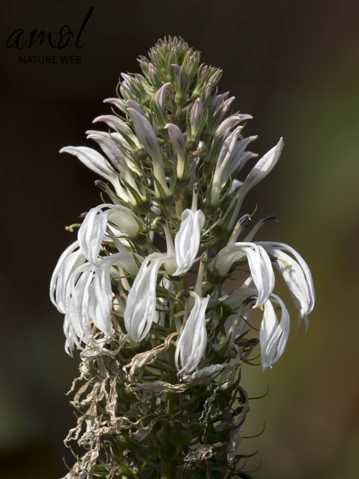 Son Ghanta - A rare spectacle within Western Ghats