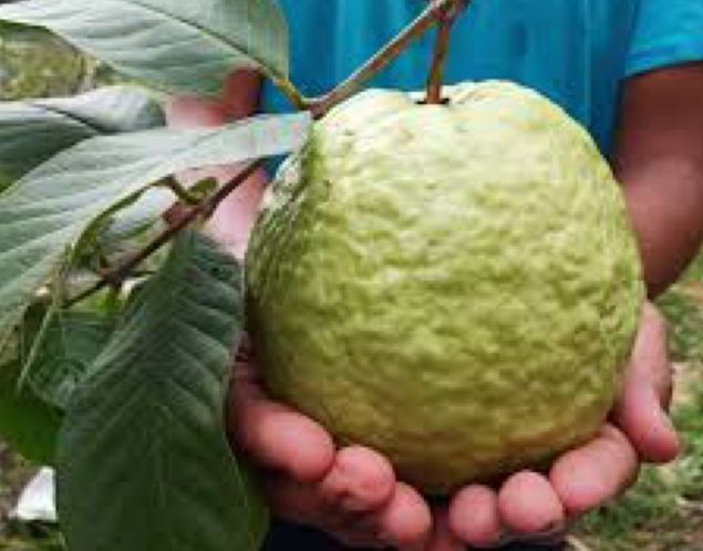 Awal : JAMBU BATU LOHAN BUAH BESAR