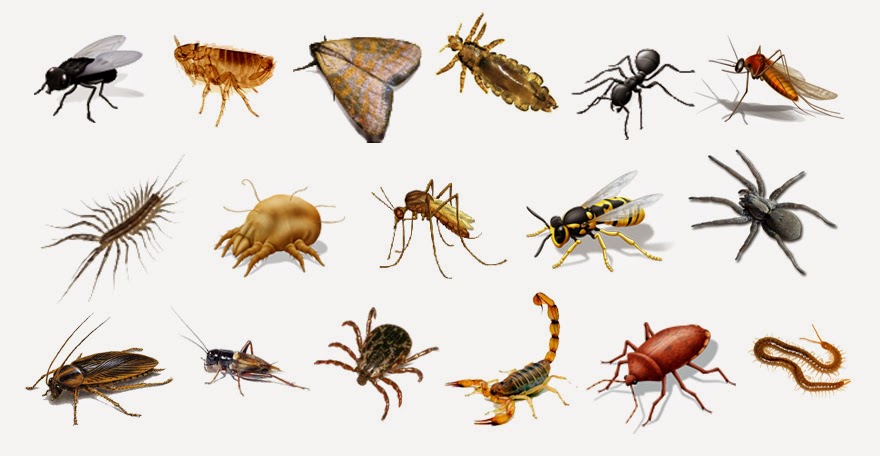 NUEVAS RELACIONES ENTRE INSECTOS Y ENFERMEDADES