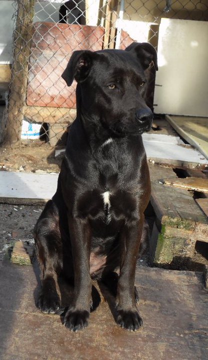 CUOREDICANE: FW: STUPENDA CUCCIOLA INCROCIO MOLOSSO, TG MEDIA/CONTENUTA ...