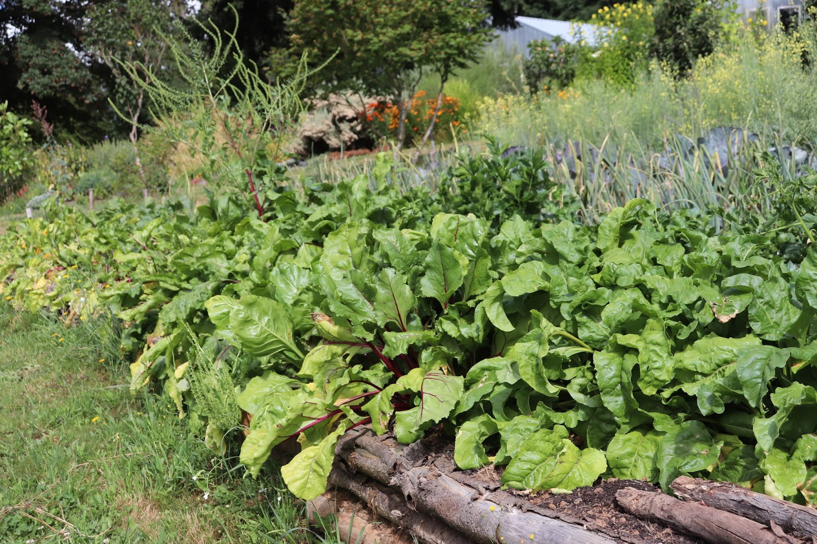 Farm Life, Summertime Edition