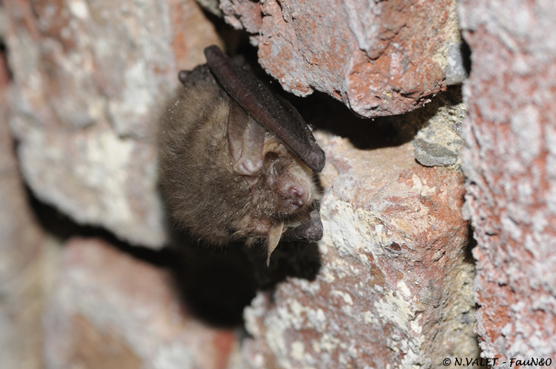 Fauneo: Chauves-souris Ardennaises