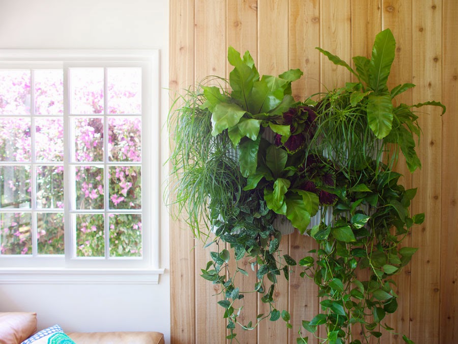 PLANTER WALL @ TANAMAN DINDING ~ Rumah Idaman