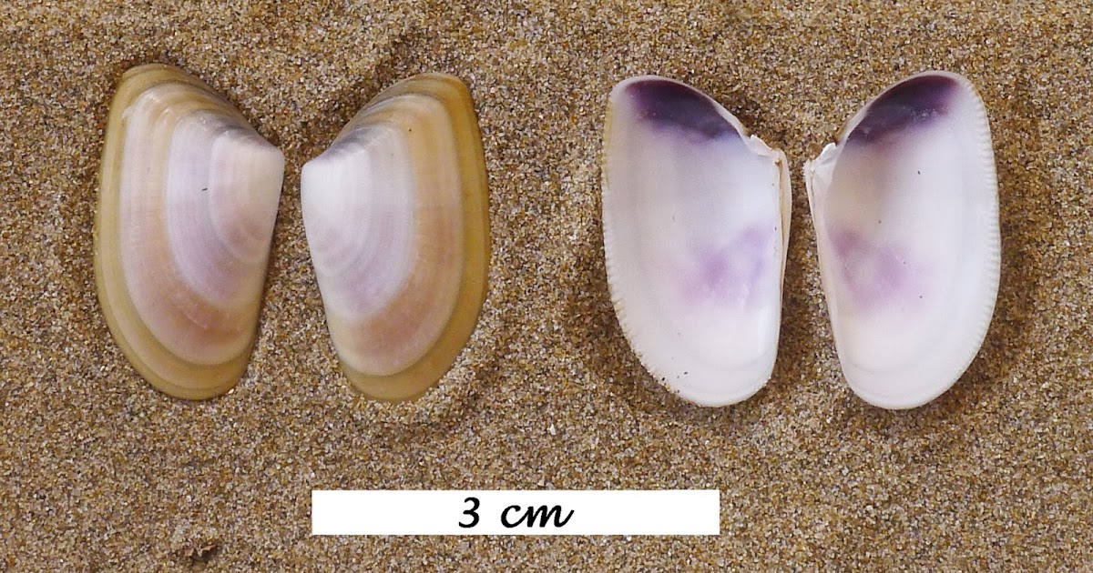 Tesoros a la orilla del mar: Tellina