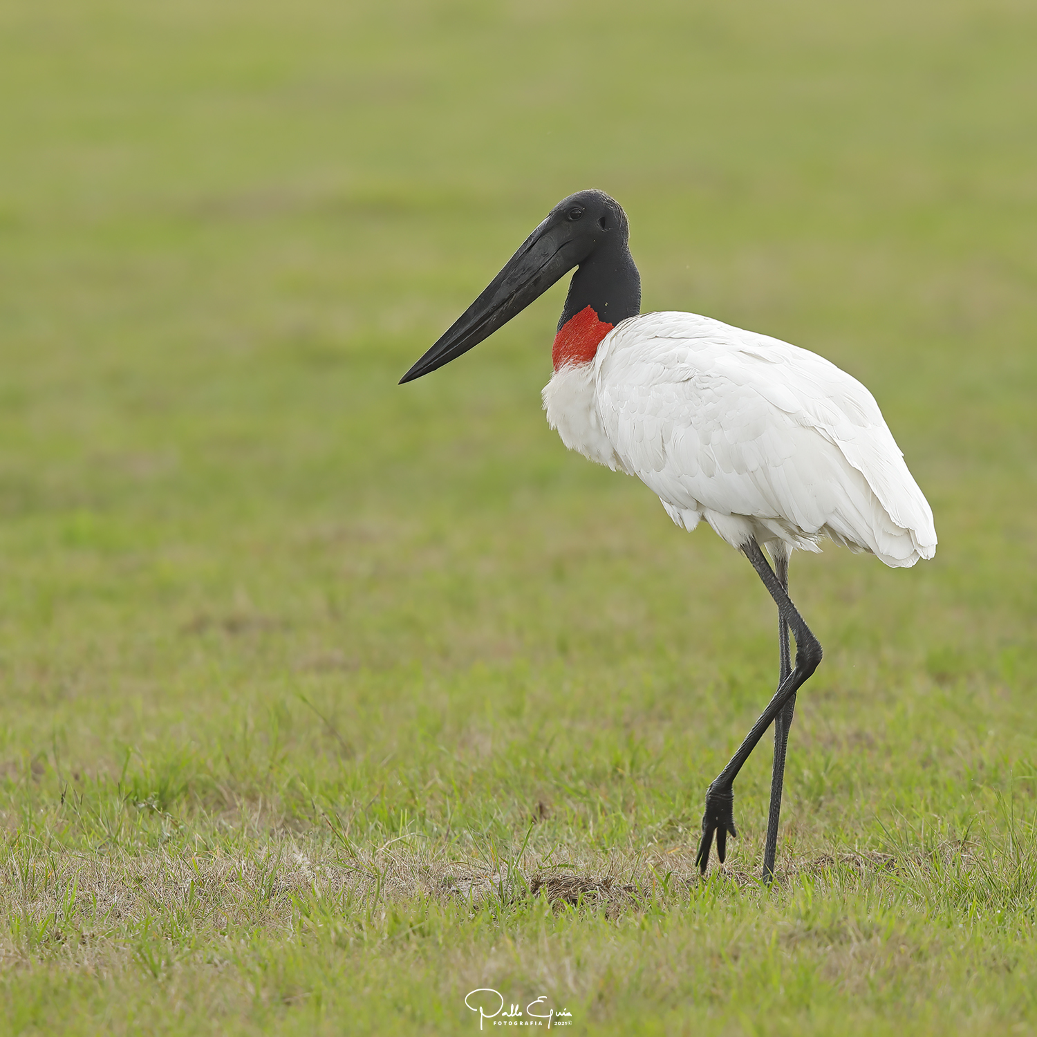 mis fotos de aves: Jabiru mycteria Yabirú Jabiru