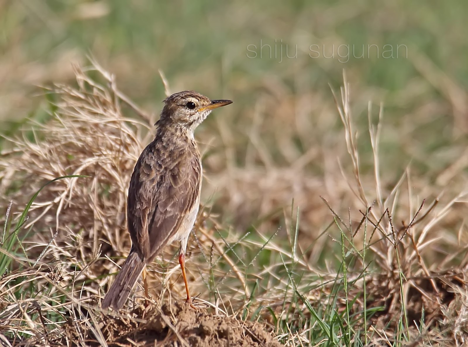 Cranium Bolts: Of birds, butterflies and broccoli