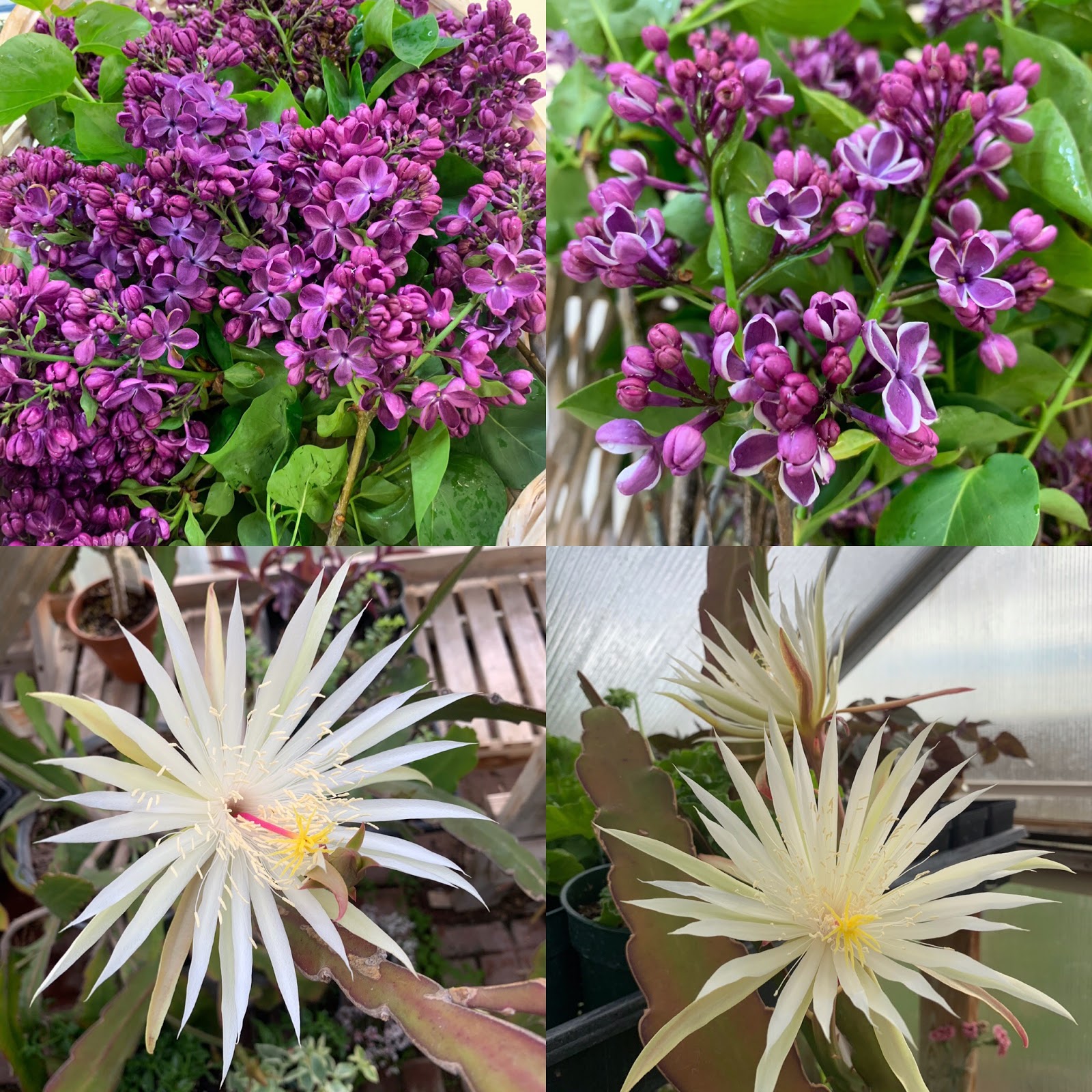 TLC Country Floral: 2019