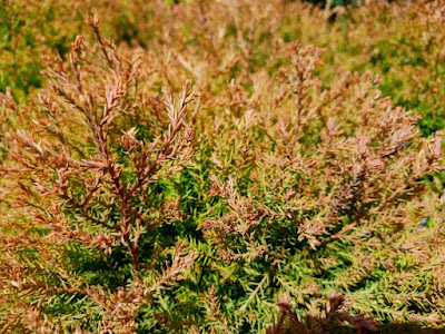 Future Plants by Randy Stewart: Thuja - Arborvitaes