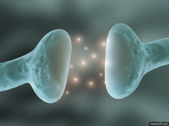 LA NEURONA Y SU FUNCIÓN