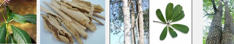 ALSTONIAE CORTEX ~ Blog Riyawan