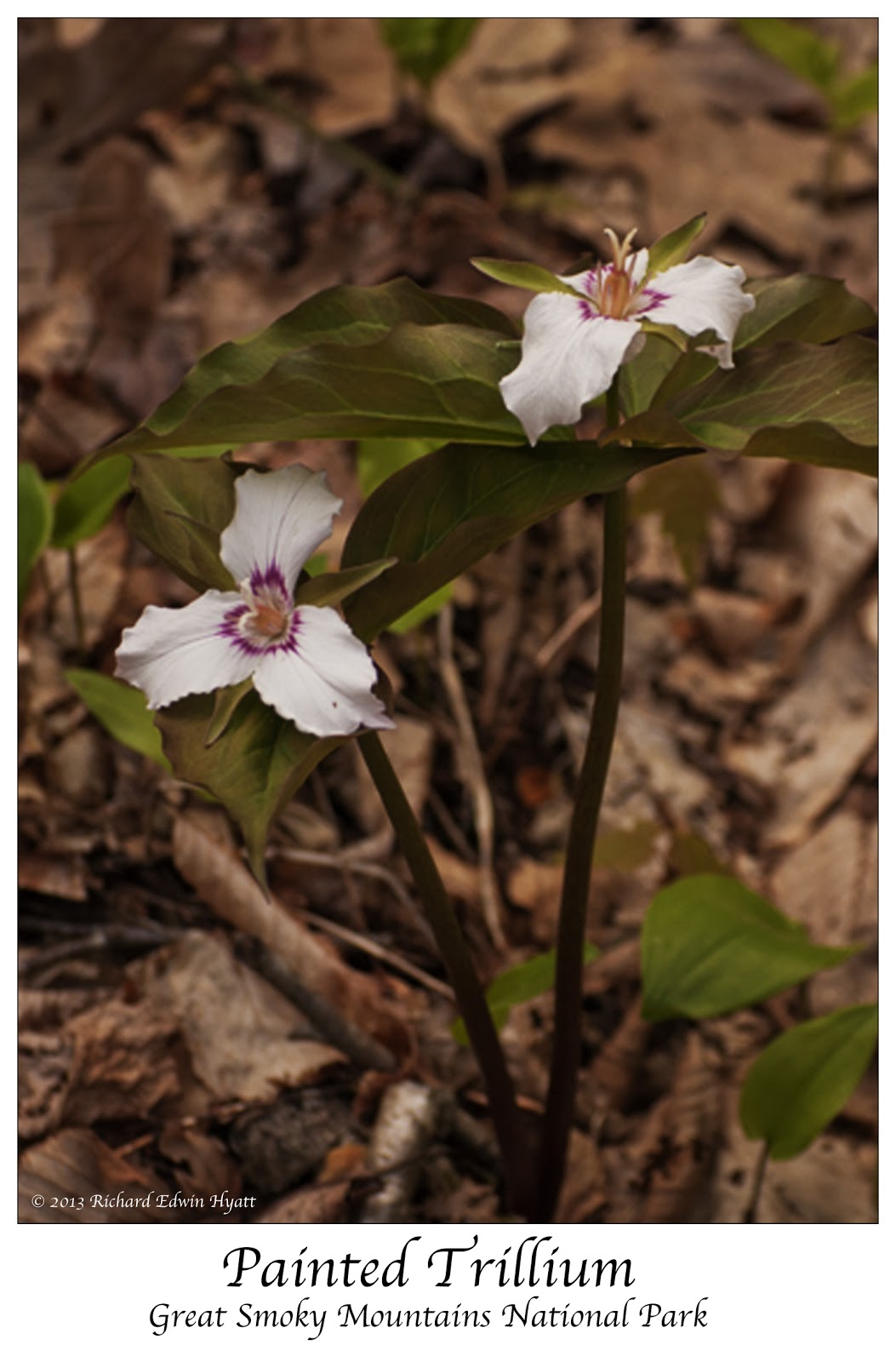 Trillium Traveler: March 2013