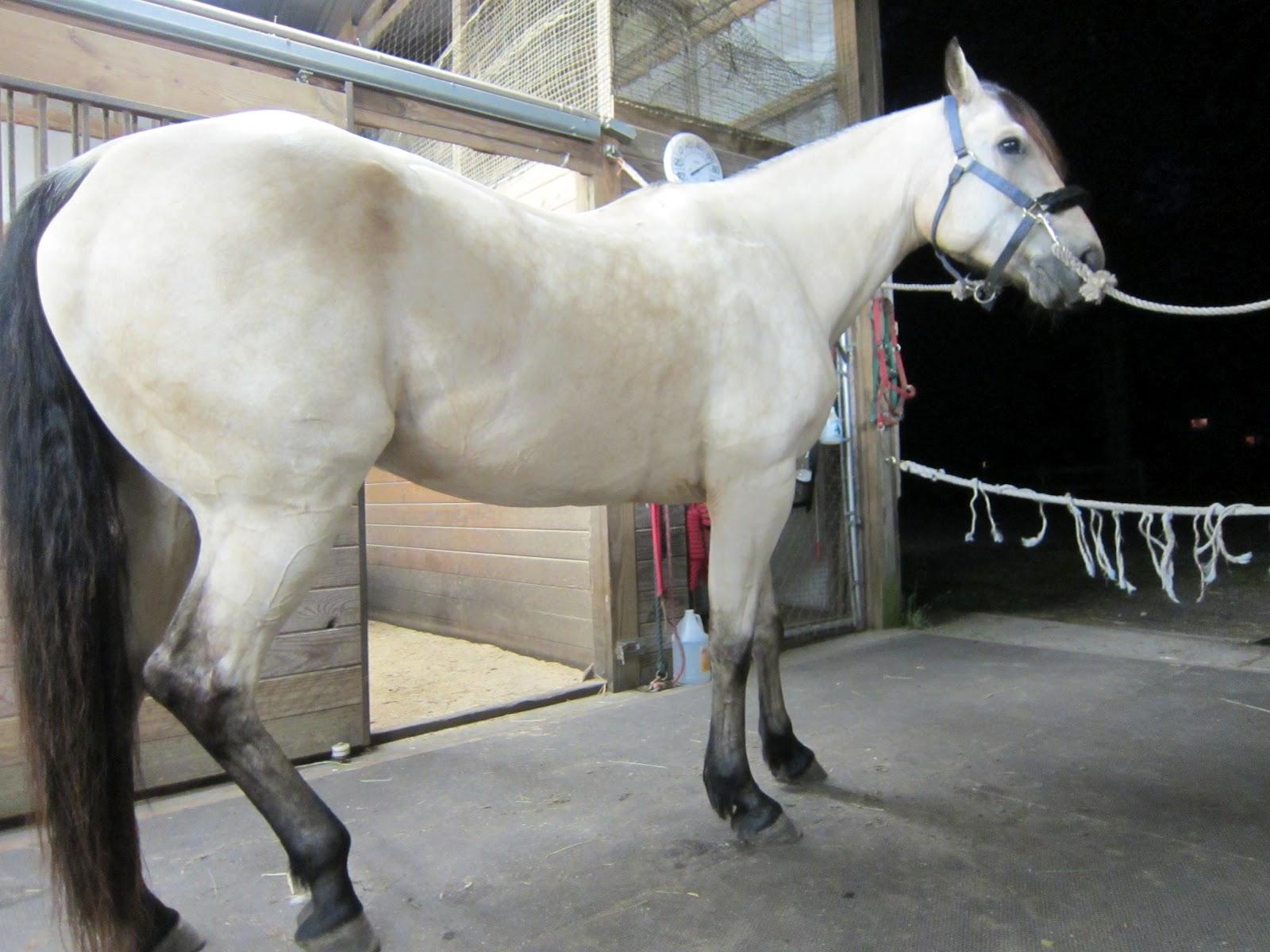 Memoirs of a Horse Girl: A Bodywork Lesson