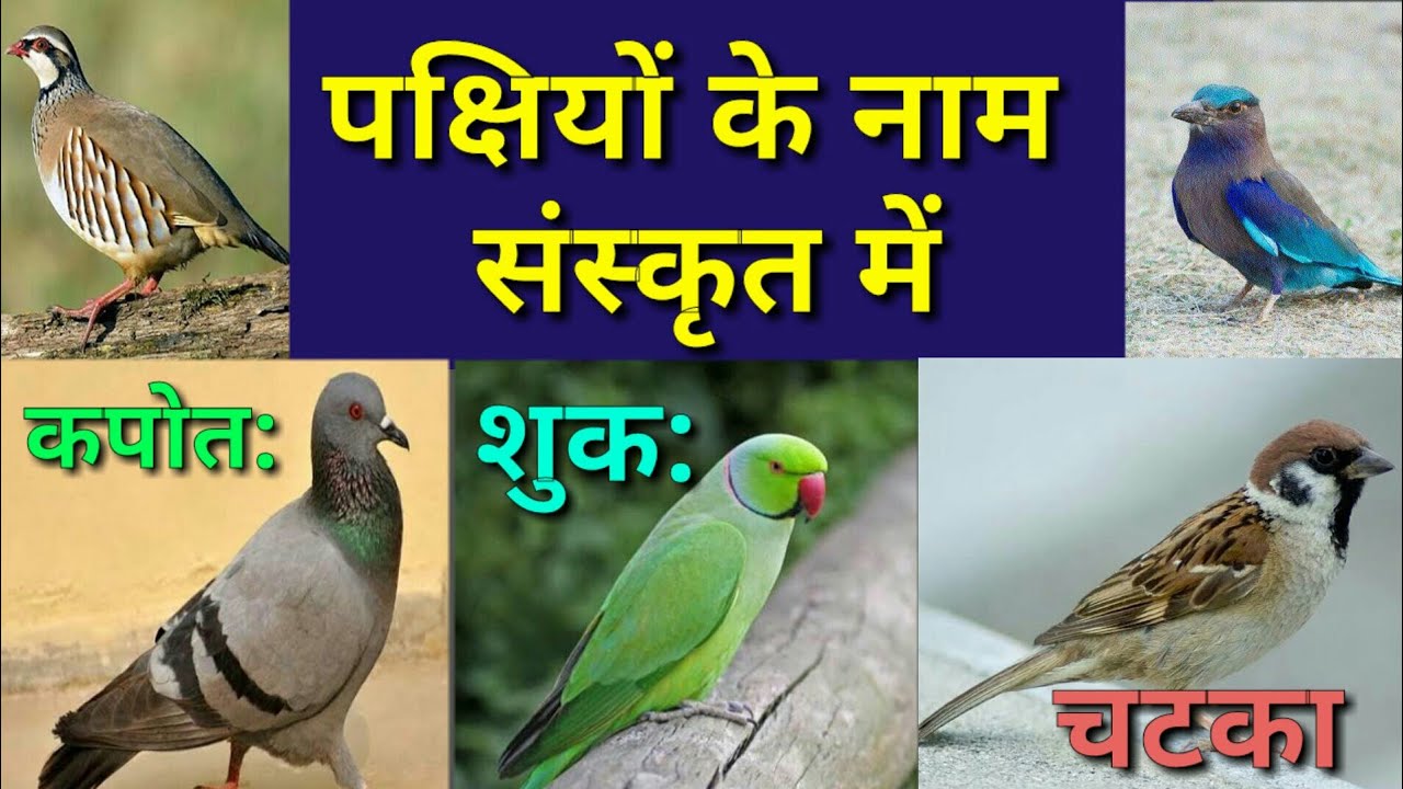 Sanskrit Me Pakshiyo Ke Naam Birds Name sanskrit-me-pakshiyo-ke-naam-birds-name