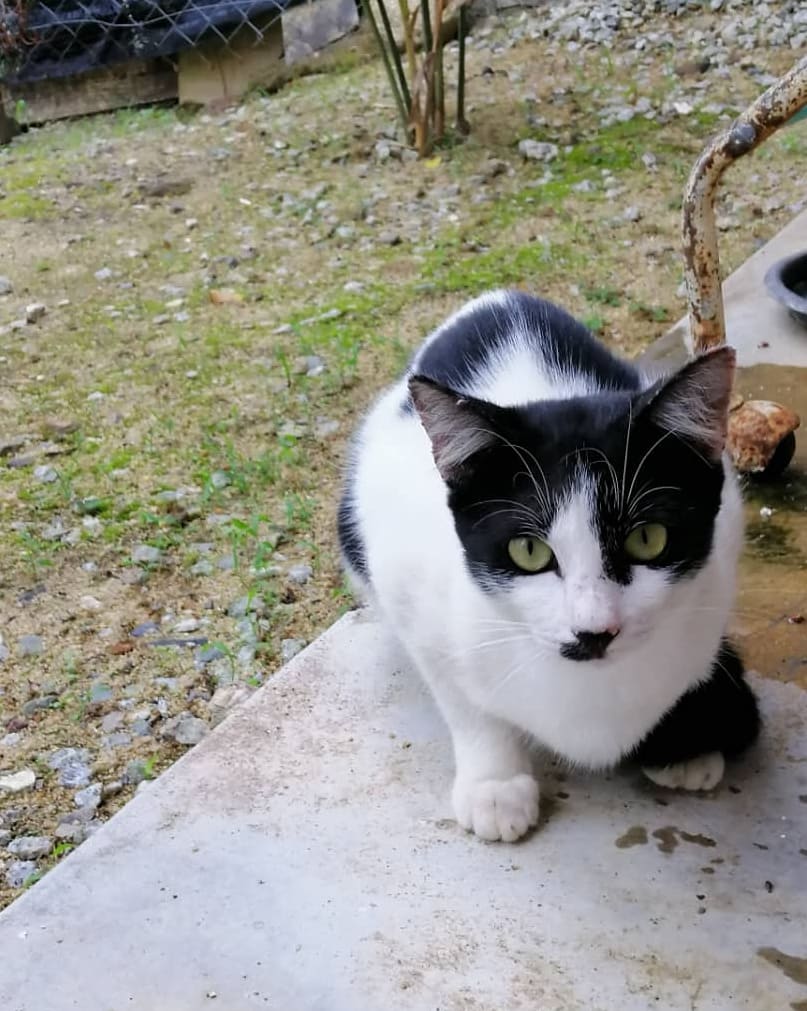 Si Mishai Dan Si Tompok