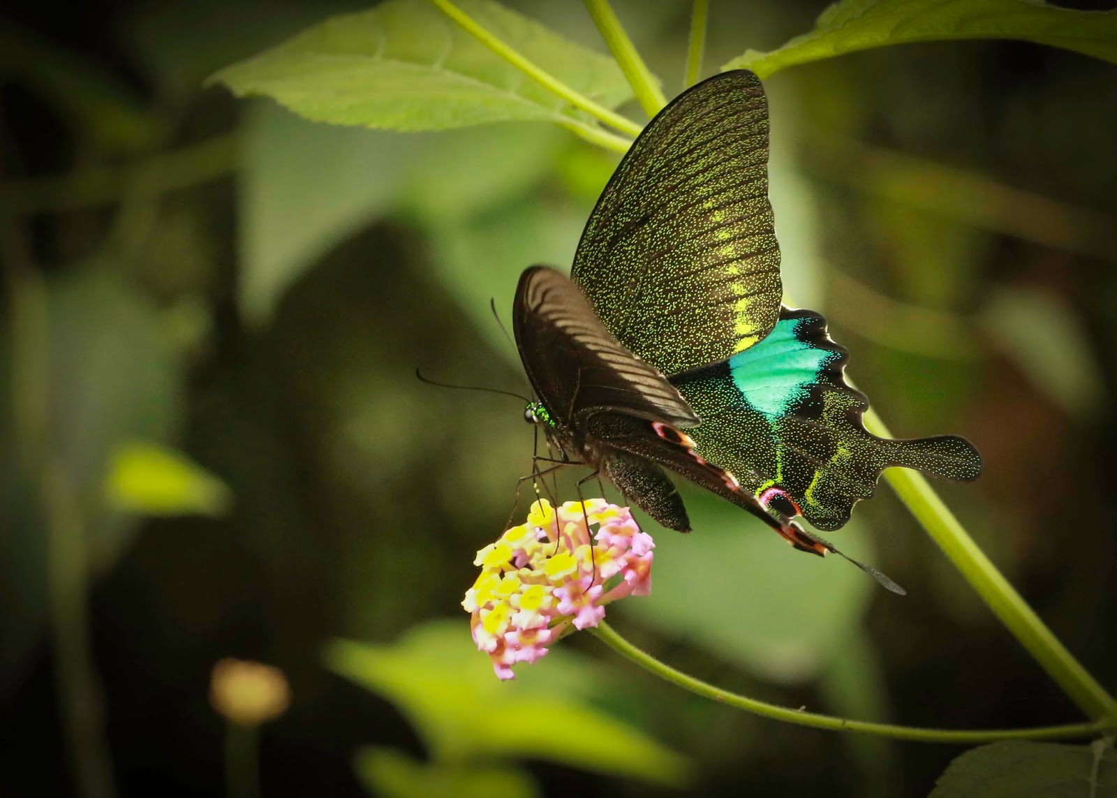 Butterflies of Vietnam: Trip to Mount Ba Vi in Spring