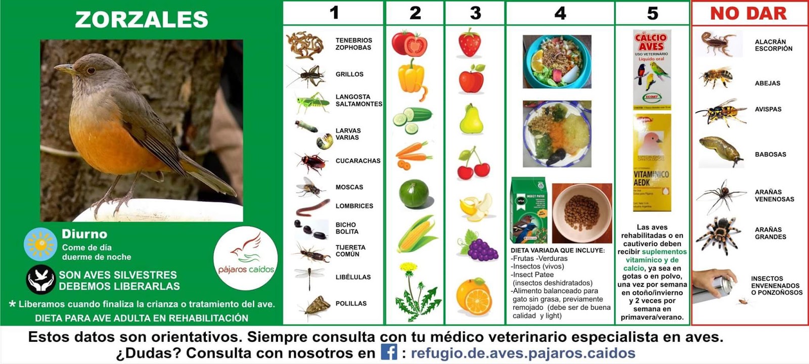 Alimentación para aves insectívoras