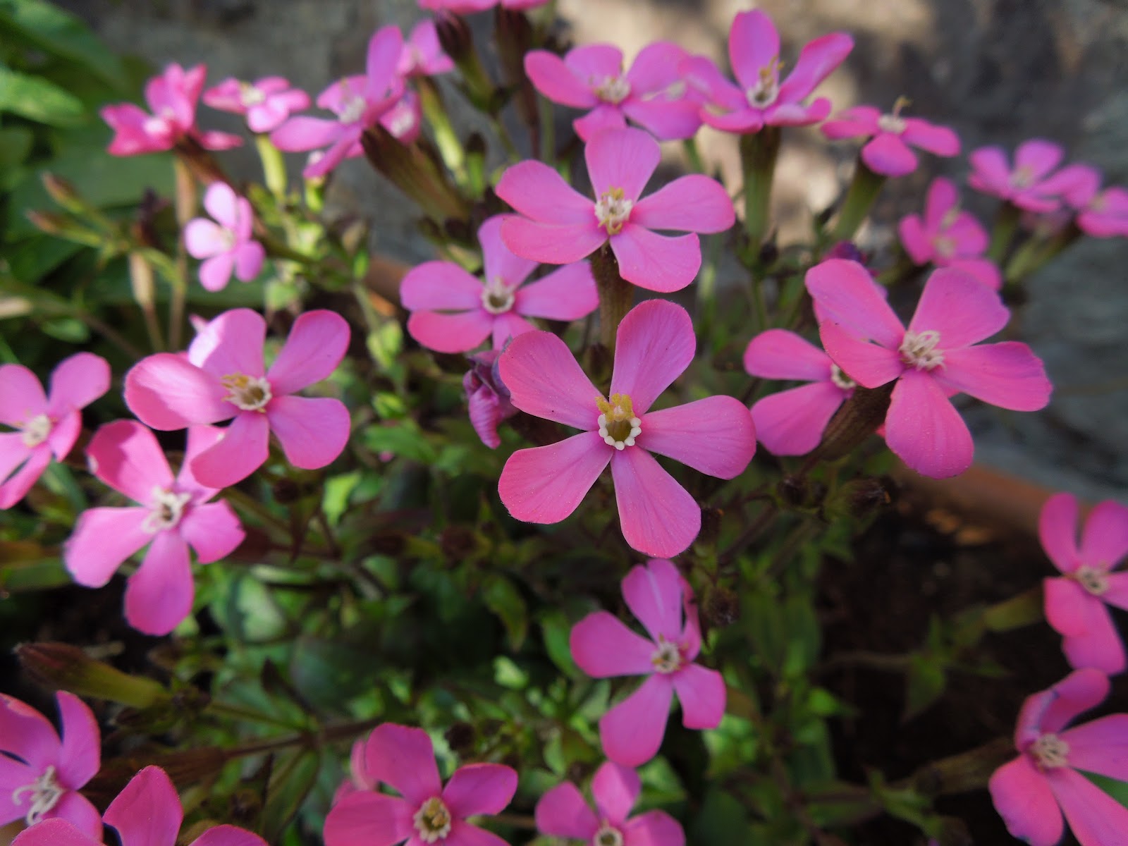 SILENE - BOTÀNIC SERRAT