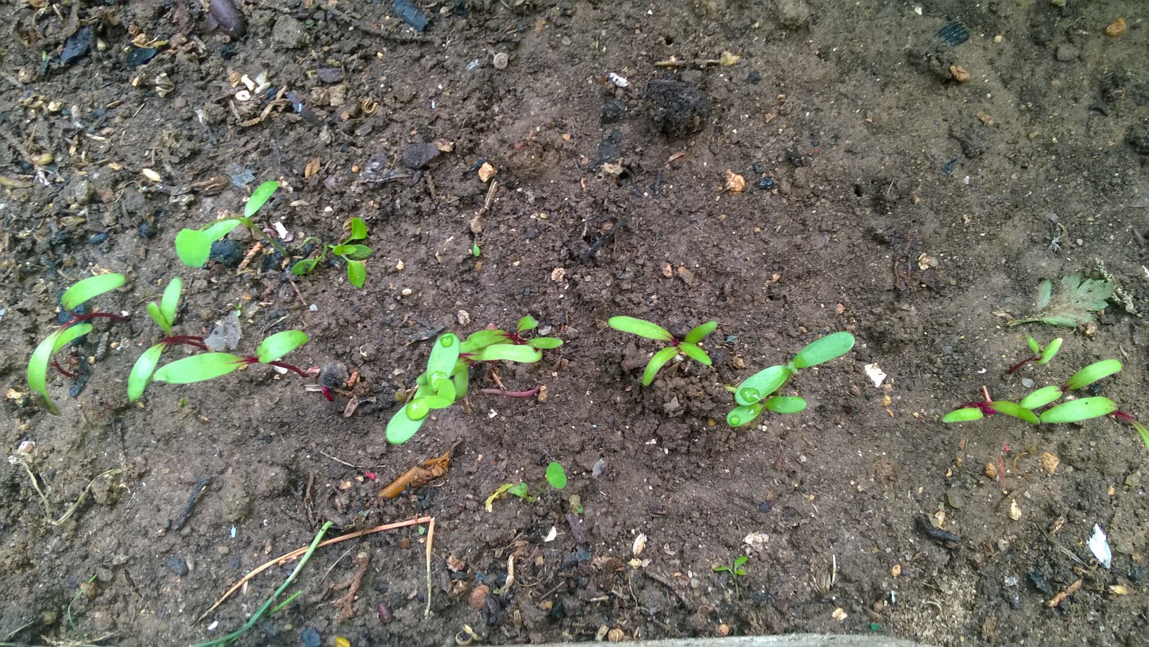 How To Grow Beetroot