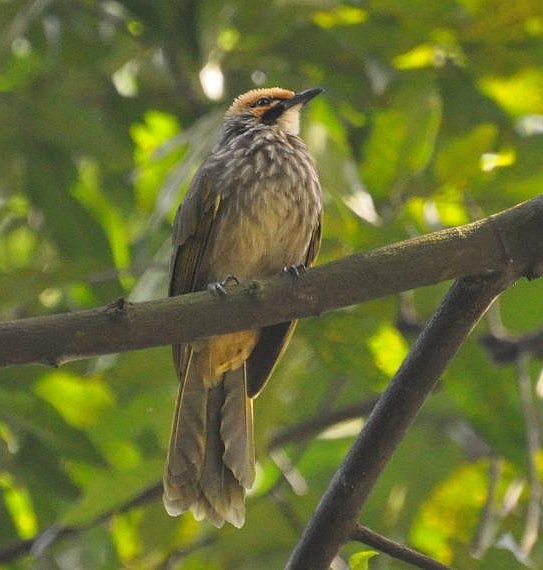 Burung Cucak Rawa - Straw-headed Bulbul (Pycnonotus zeylanicus) - Ryan ...