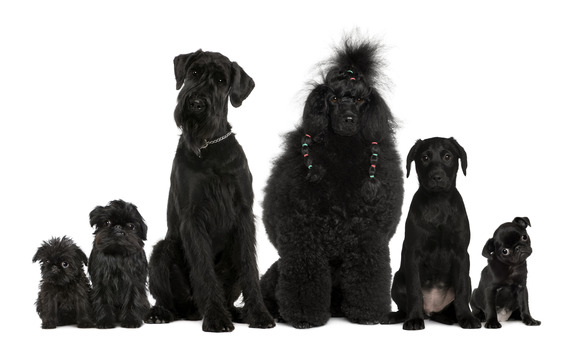 Top 10 Black Dogs Breeds - Luv My Dogs