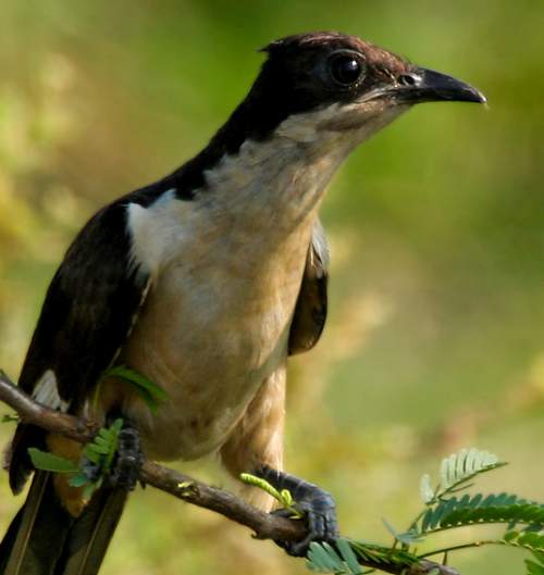 Jacobin cuckoo | Birds of India | Bird World