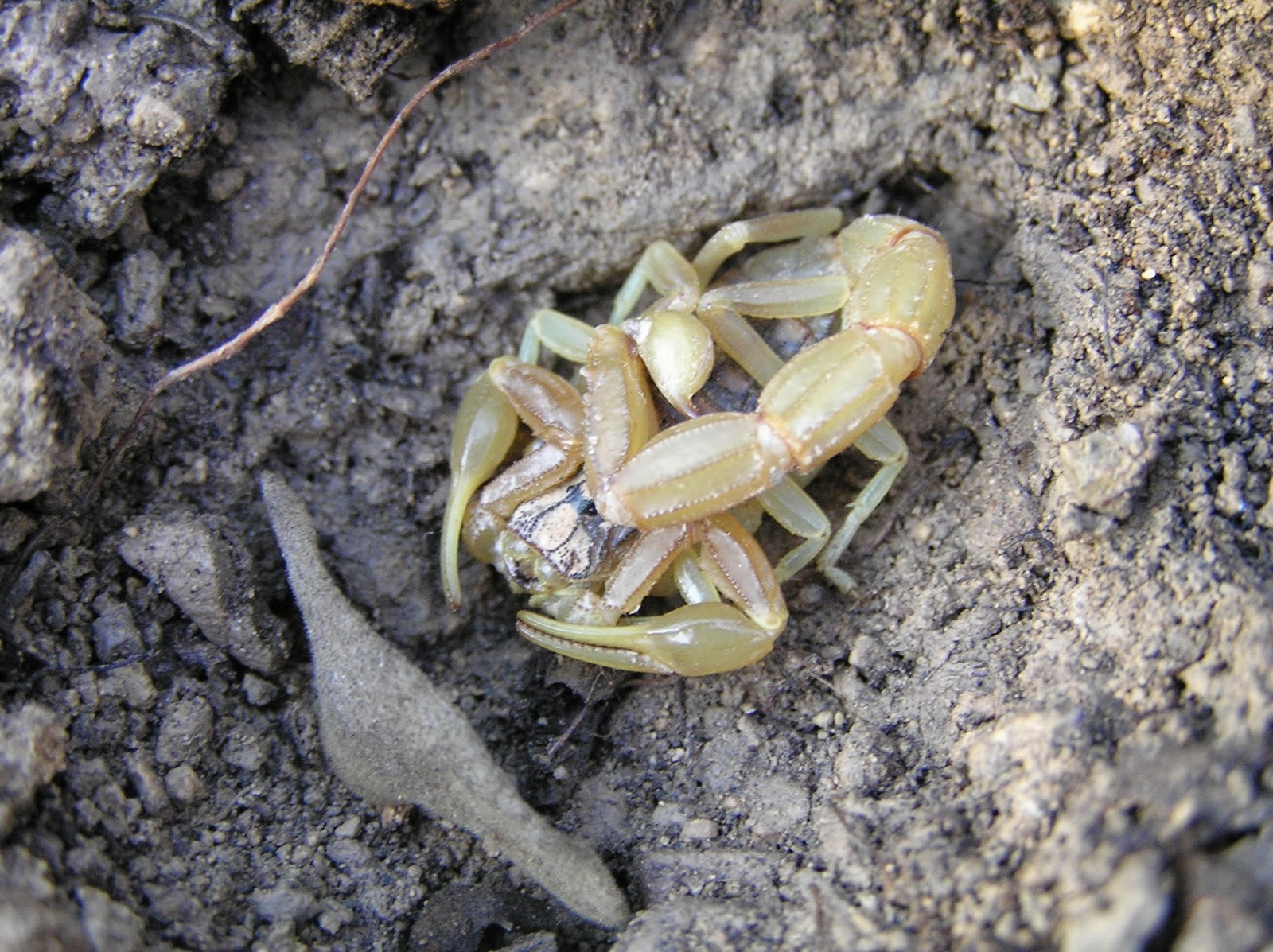 Alma biológica: El alacrán