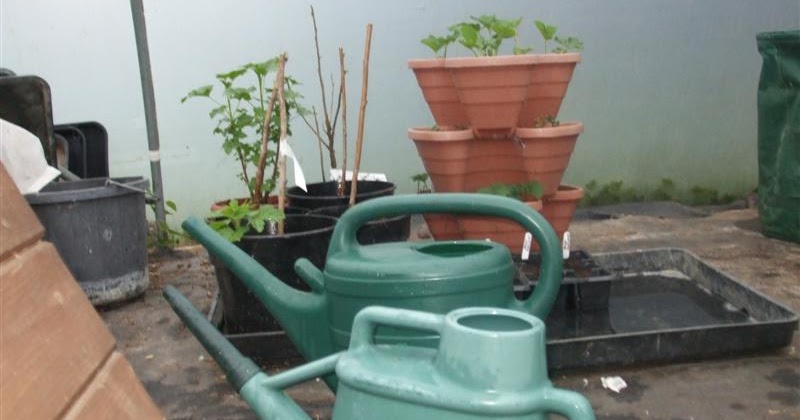 The Compost Bin: Watering cans and easy watering in the polytunnel