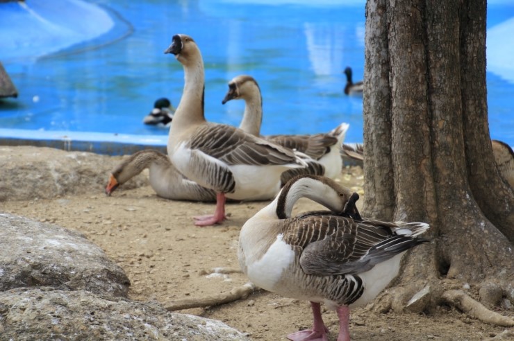 Travel Gwangju: [Buk-Gu/Attraction] Uchi Zoo
