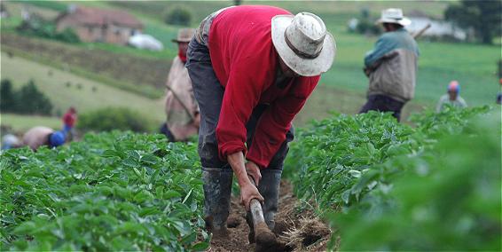 Lo Que Tiene En Jaque Al Agro Colombiano El Agro En Colombia