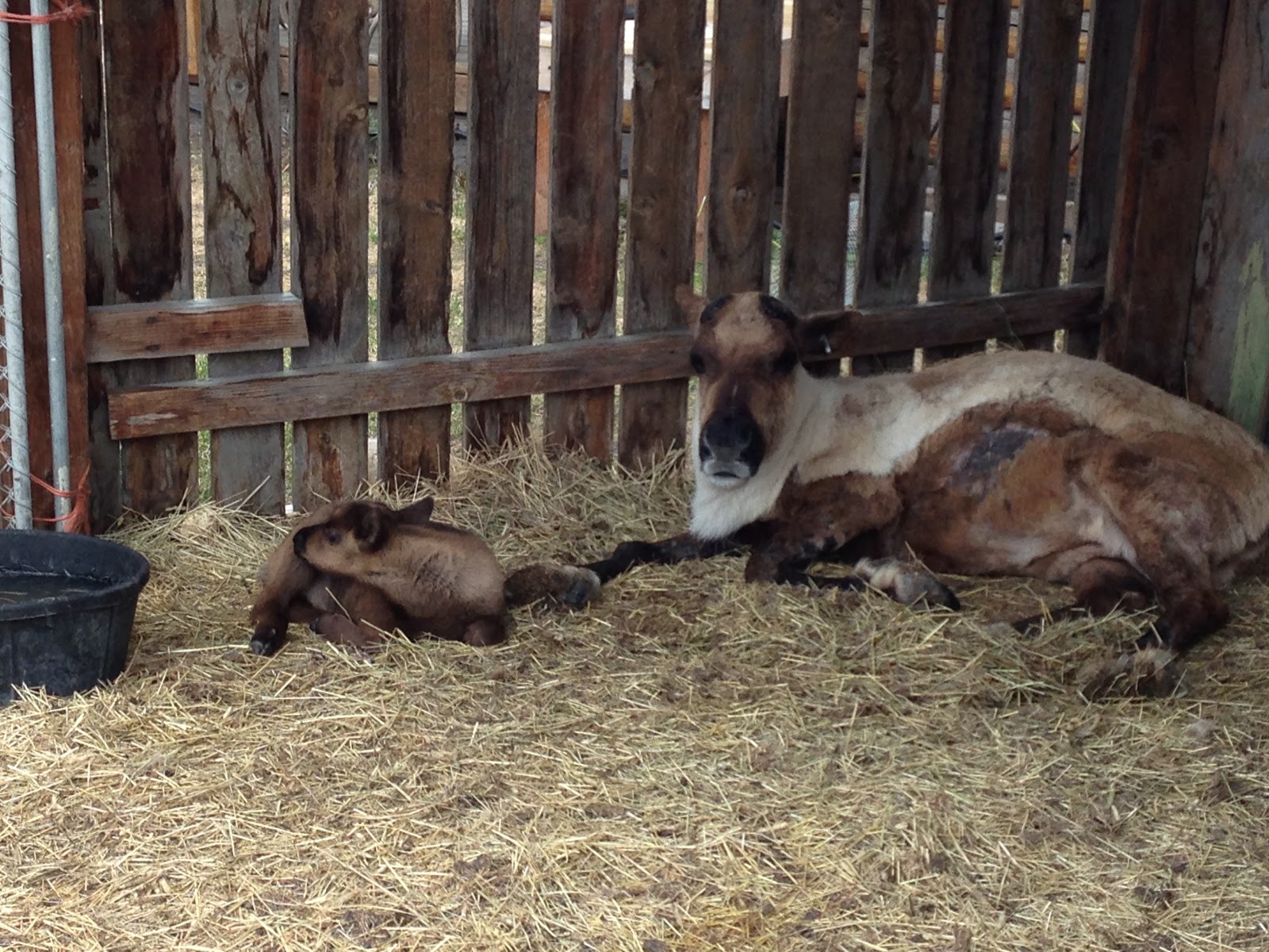Two Many Adventures: Reindeer Farm and Musk Ox Farm