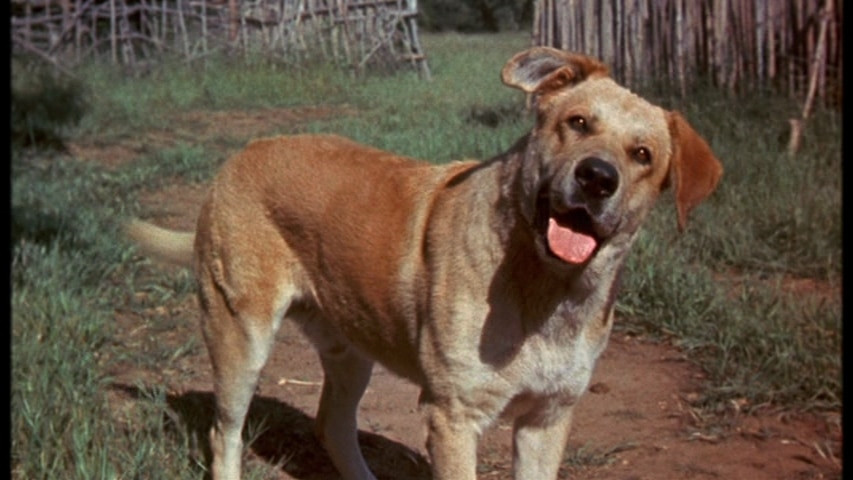 RICK'S REAL/REEL LIFE: “Old Yeller” 1957