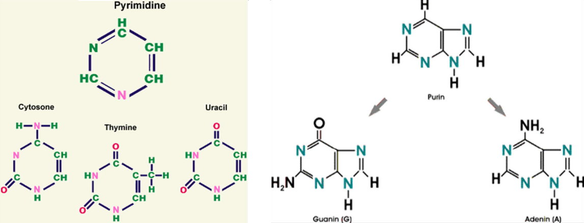 học Y: 04 nucleotide và acid nucleic