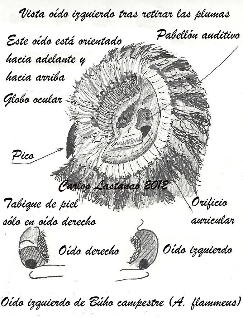 EL GRUMETE DEL BEAGLE: El sorprendente oído de los búhos