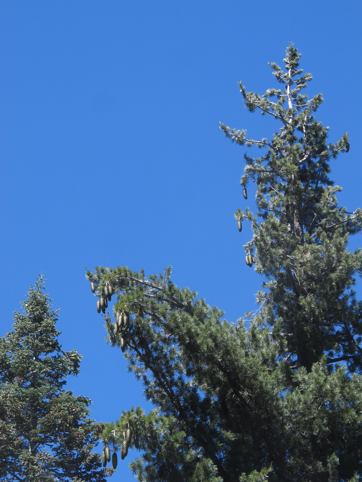 Yuba Trails and Tales