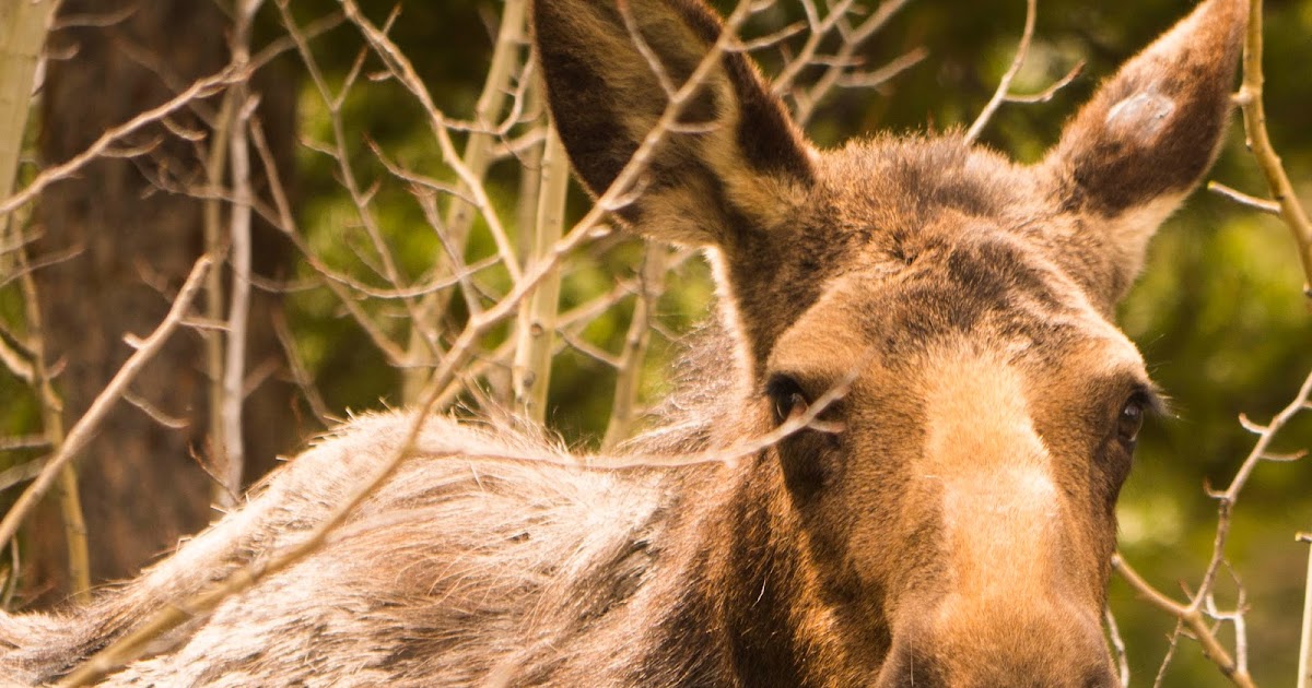 Romping and Rolling in the Rockies: Meeting Moose on our Morning Ride