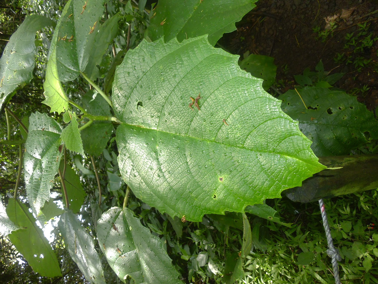 Ecoparque lago de las Garzas