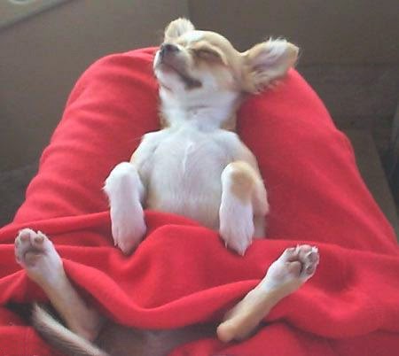 Pets N More: Does Music Really Relax Your Pet?