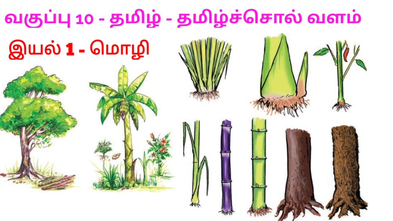 பத்தாம் வகுப்பு - தமிழ் - இயல் 1 - தமிழ்ச்சொல் வளம் - பாடமே படமாக ...