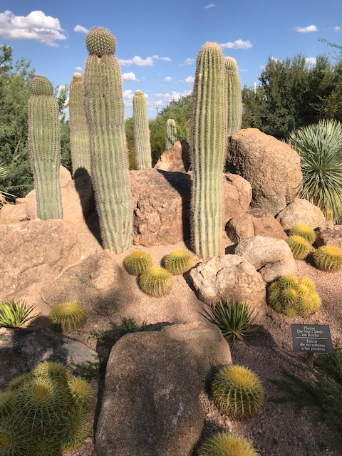 Marlene's Space: Cactus Garden in Phoenix, Arizona