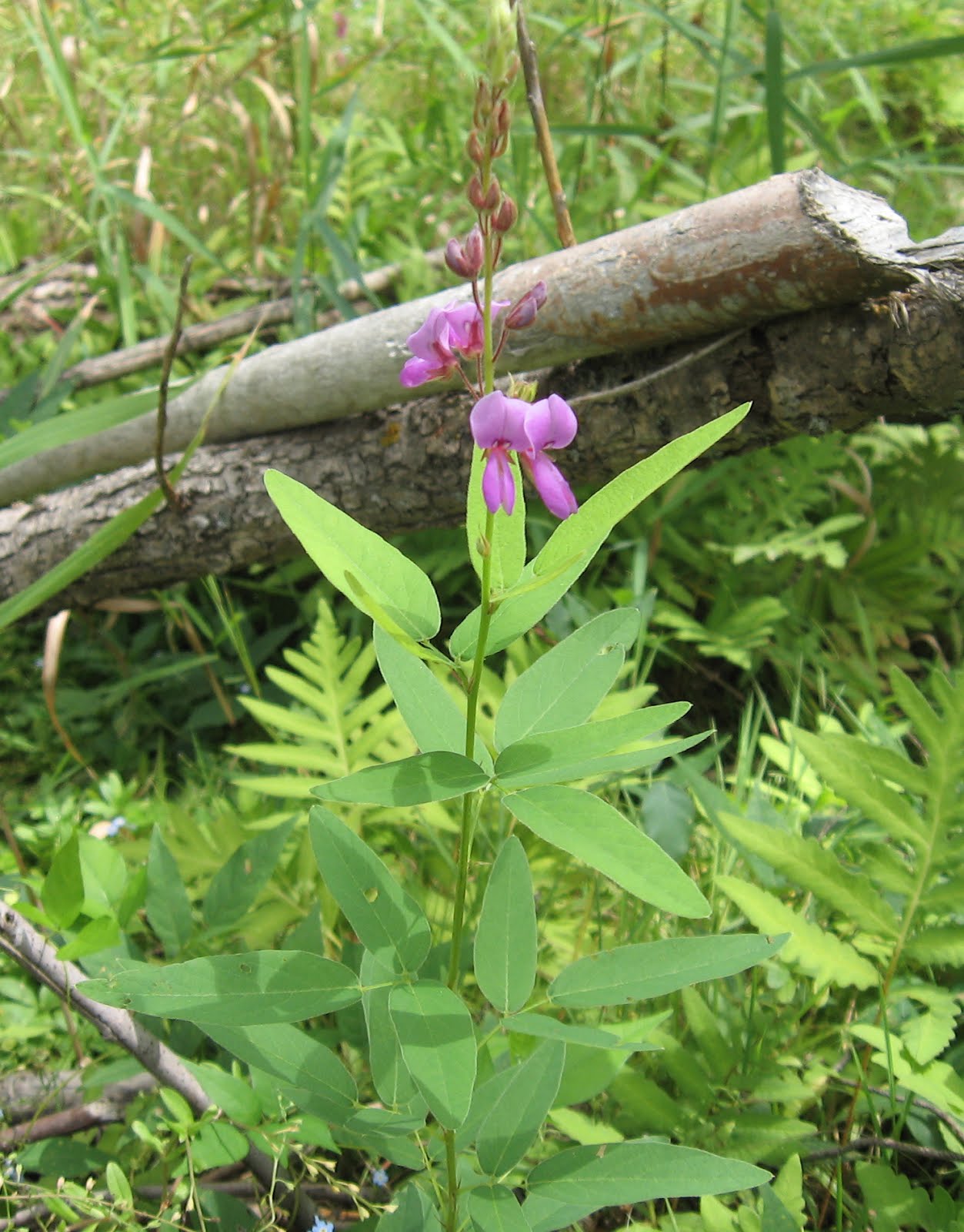 Tangled Web: Tricky Tick Trefoils, Flowering Fabaceae and Leafy Legumes