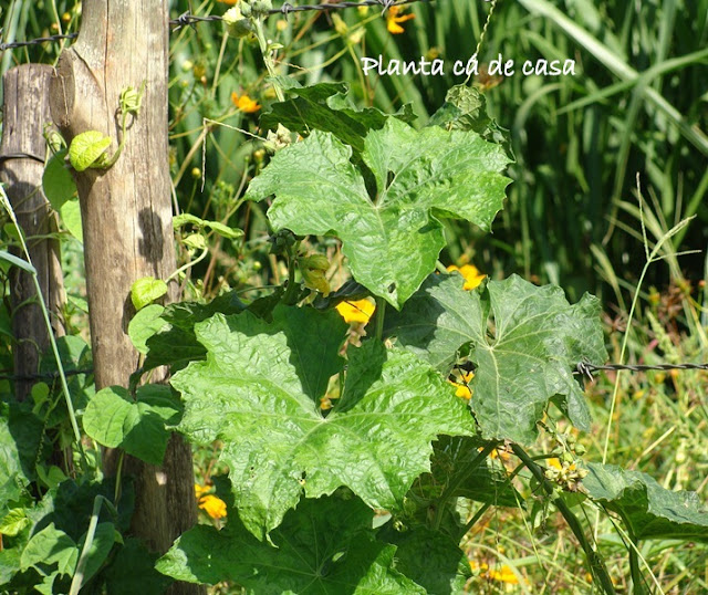 Planta cá de casa: Bucha vegetal