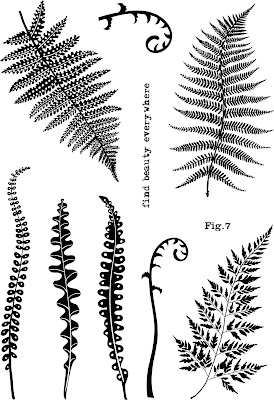 A Crafting Niche: Funky Fossil Designs "Ferns" New Stamp Set Preview 2