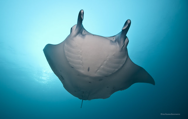 diveOceanus Maldives