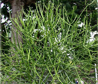 Nome Científico: Euphorbia tirucalli Sinonímia: Euphorbia rhipsaloides ...