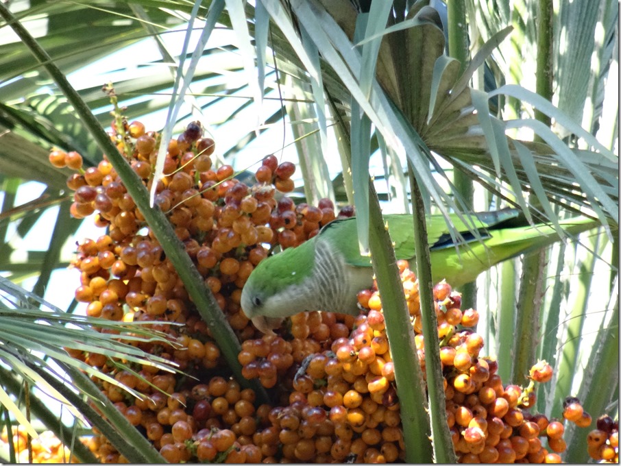 Noel McKeehan: Adventures and Opinions: Parrots In Rome