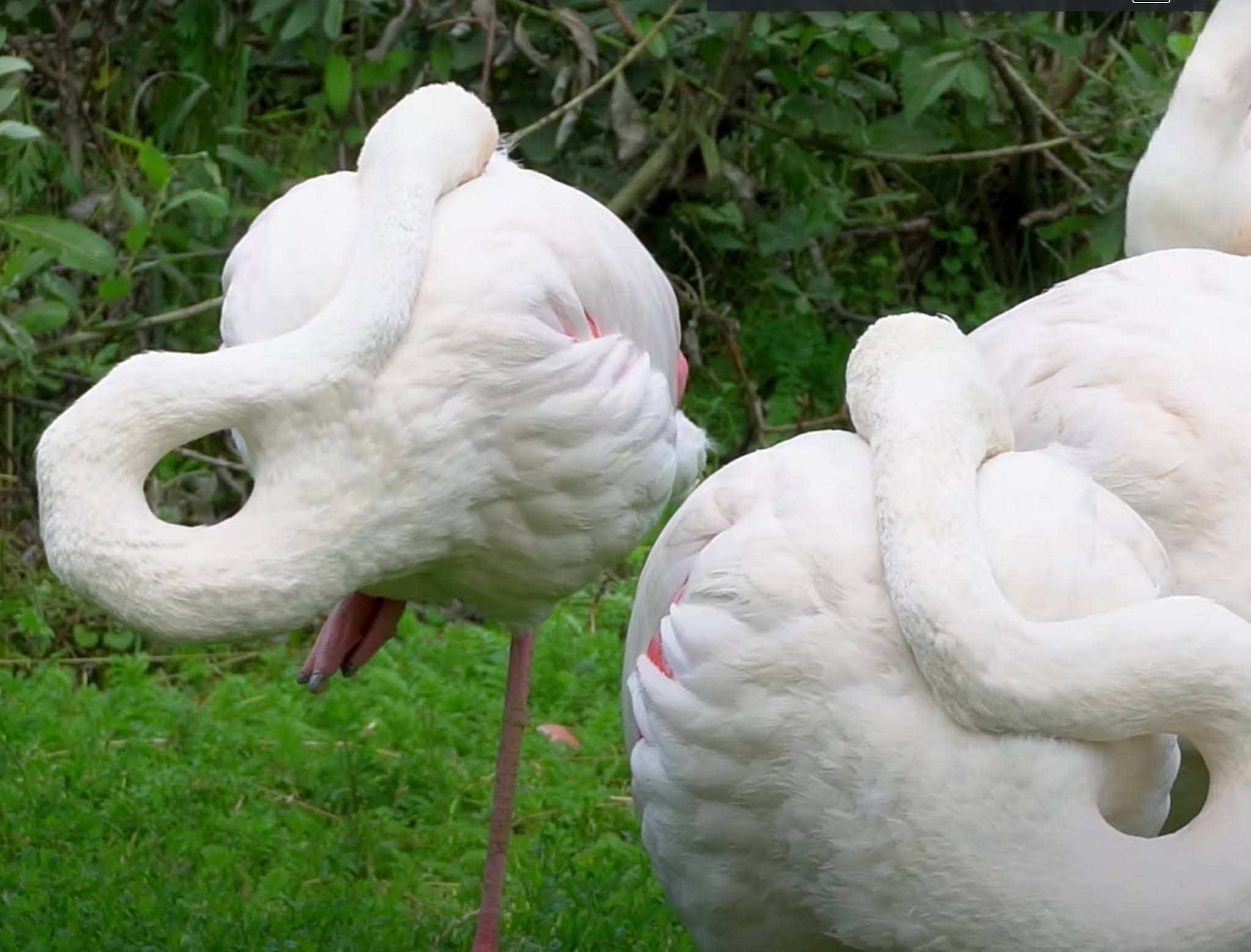 Why does a flamingo stand on one leg?