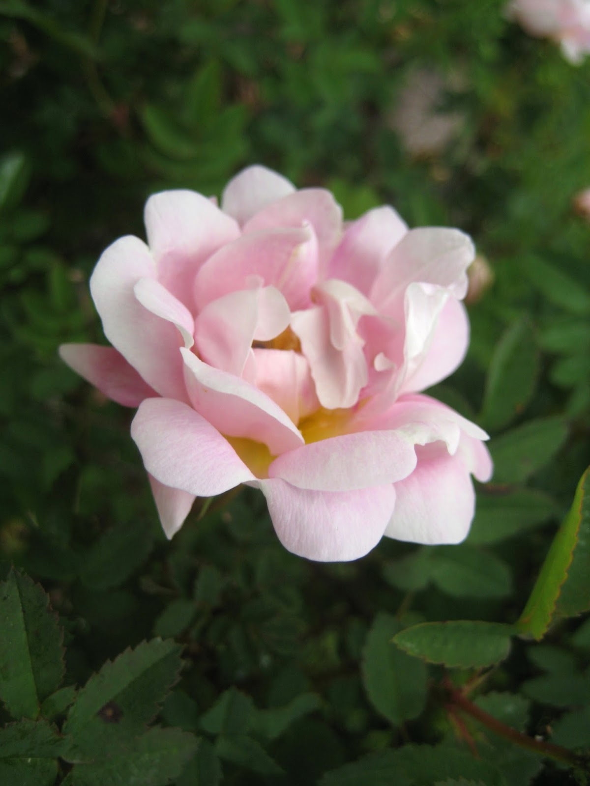 Metsätontun Ruusutarha: Ruusukuvia