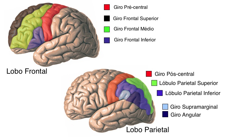 Psicologia do Camaleão - Psico estudantes: Aula de Neuropsicologia 18 ...