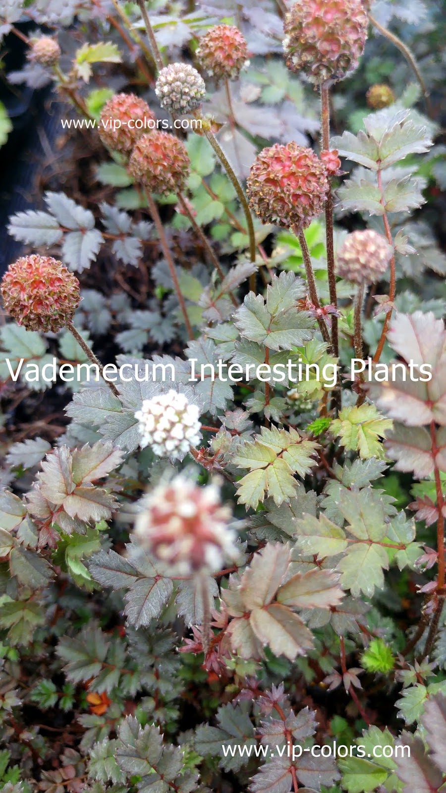 Vademecum Interesting Plants: Acaena microphylla - Acena drobnolistna ...